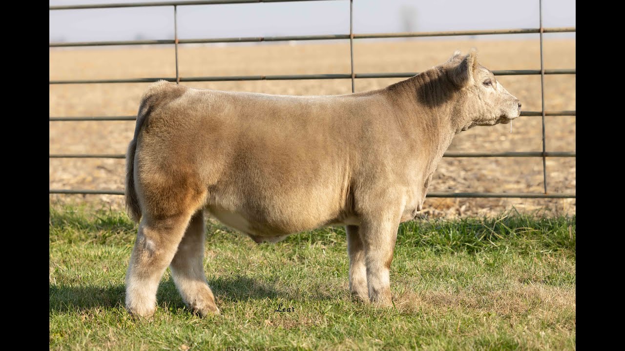 Line Show Cattle - Tag 172 - YouTube