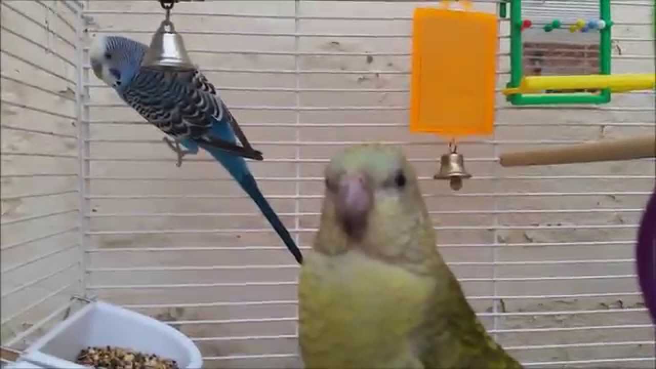 Cute Red Rumped Parakeet Playing With Camera - YouTube