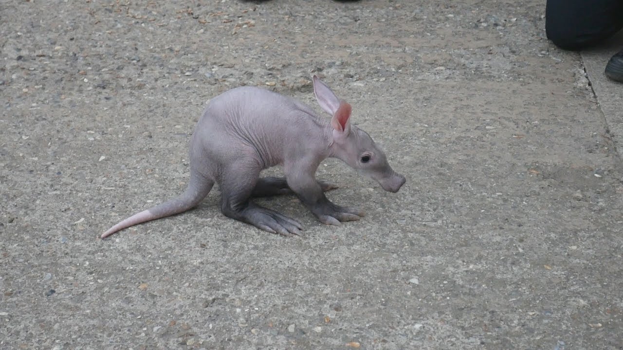 Adorable Baby Aardvark @ Africa Alive! - YouTube