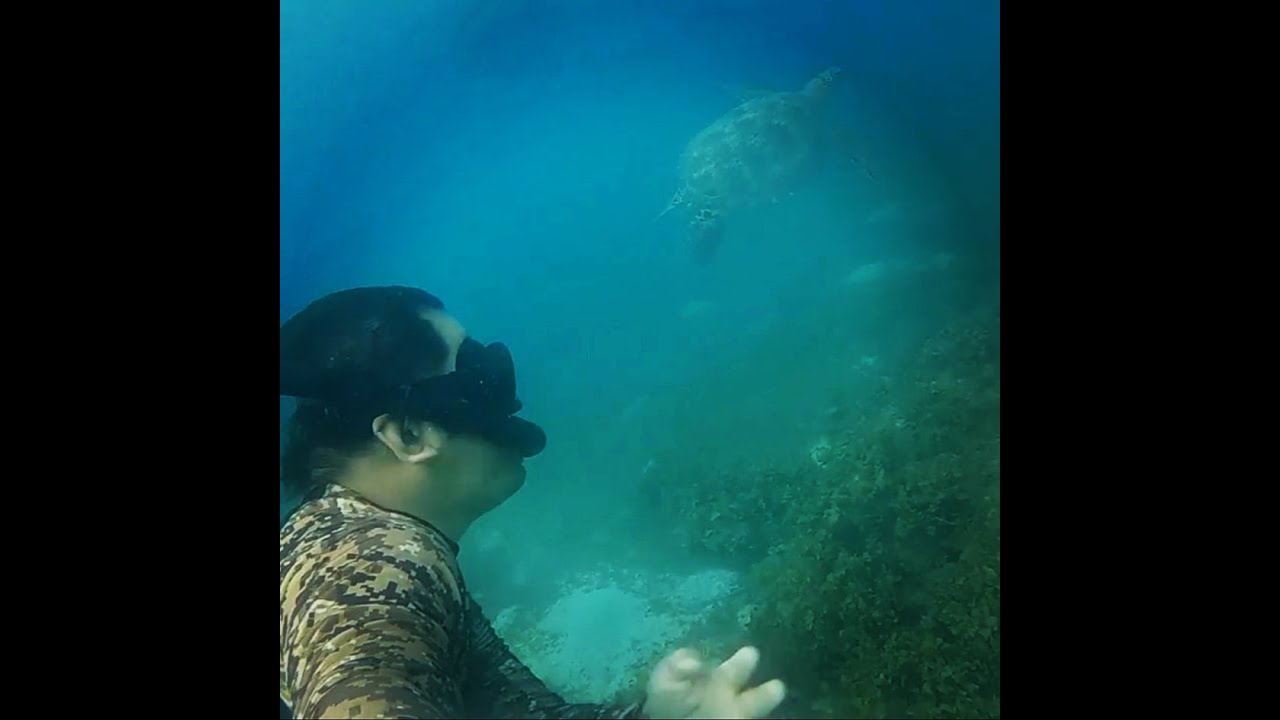 Freediving and Sea Turtle (PAWIKAN) watching in Catmon, Cebu - YouTube