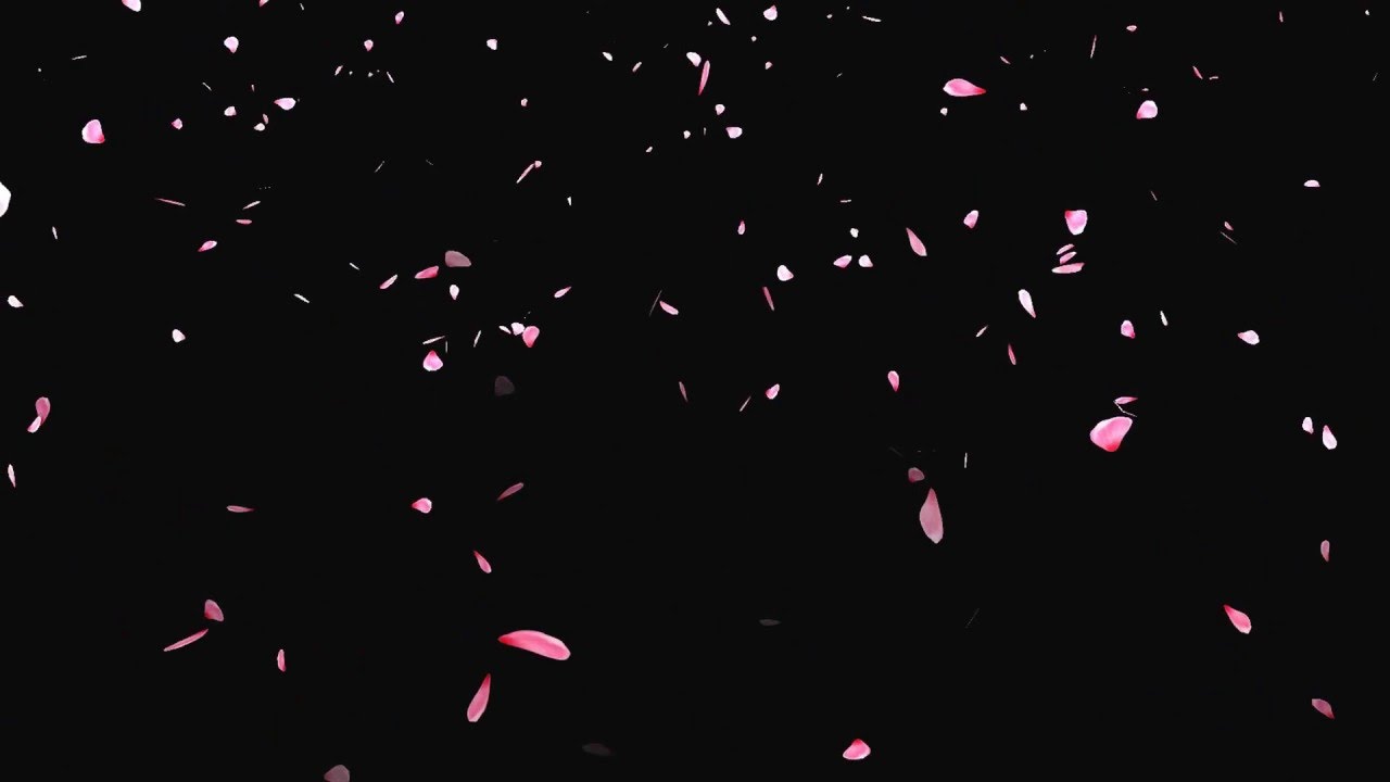 cherry blossom animation - YouTube