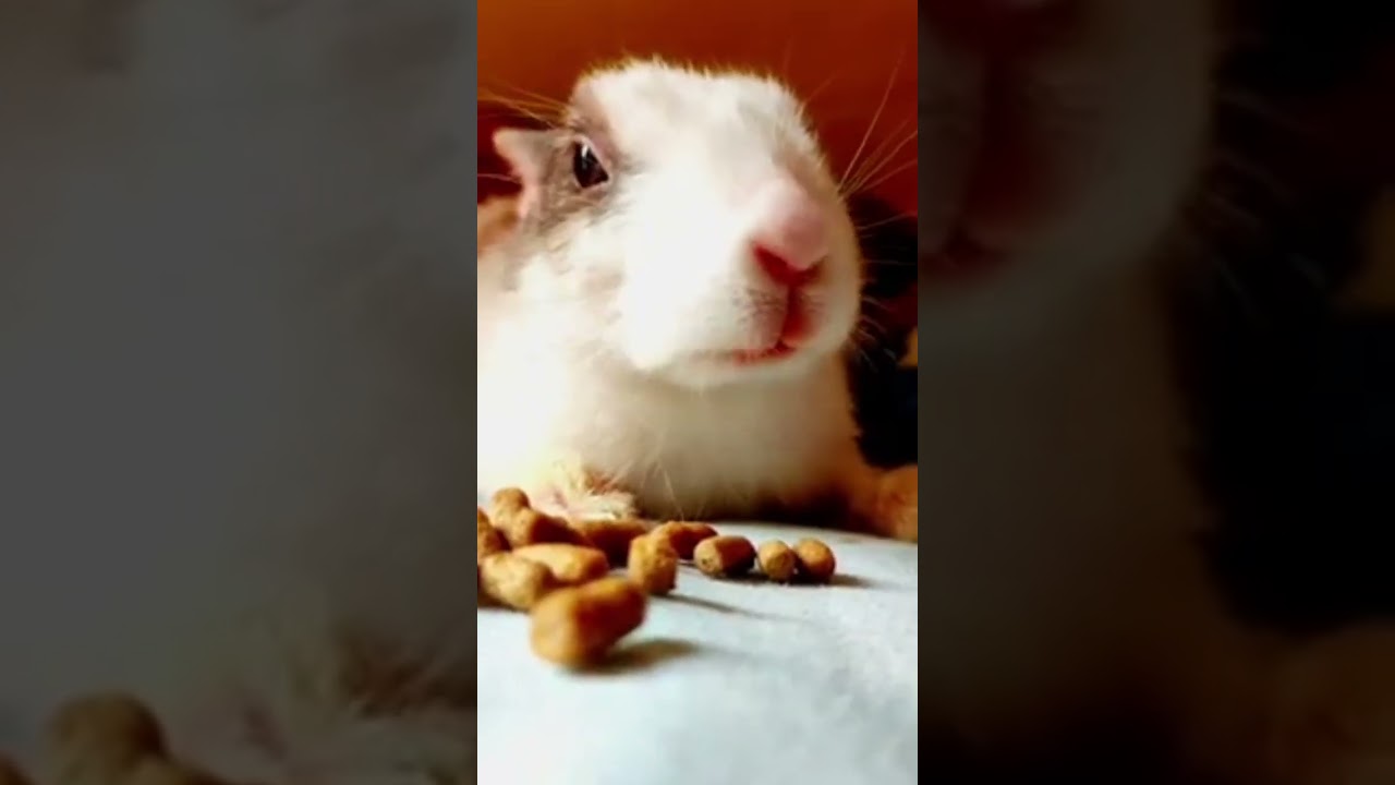 Imposter Cute Rabbit ️ l Cute Rabbit #shorts - YouTube