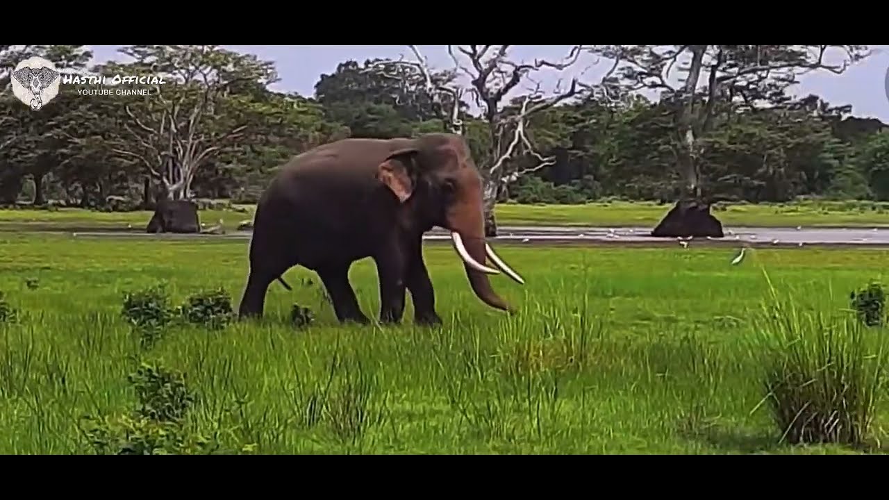 Sumedha | elusive wild elephant in Sri Lanka 🇱🇰 | Hasthi official ...