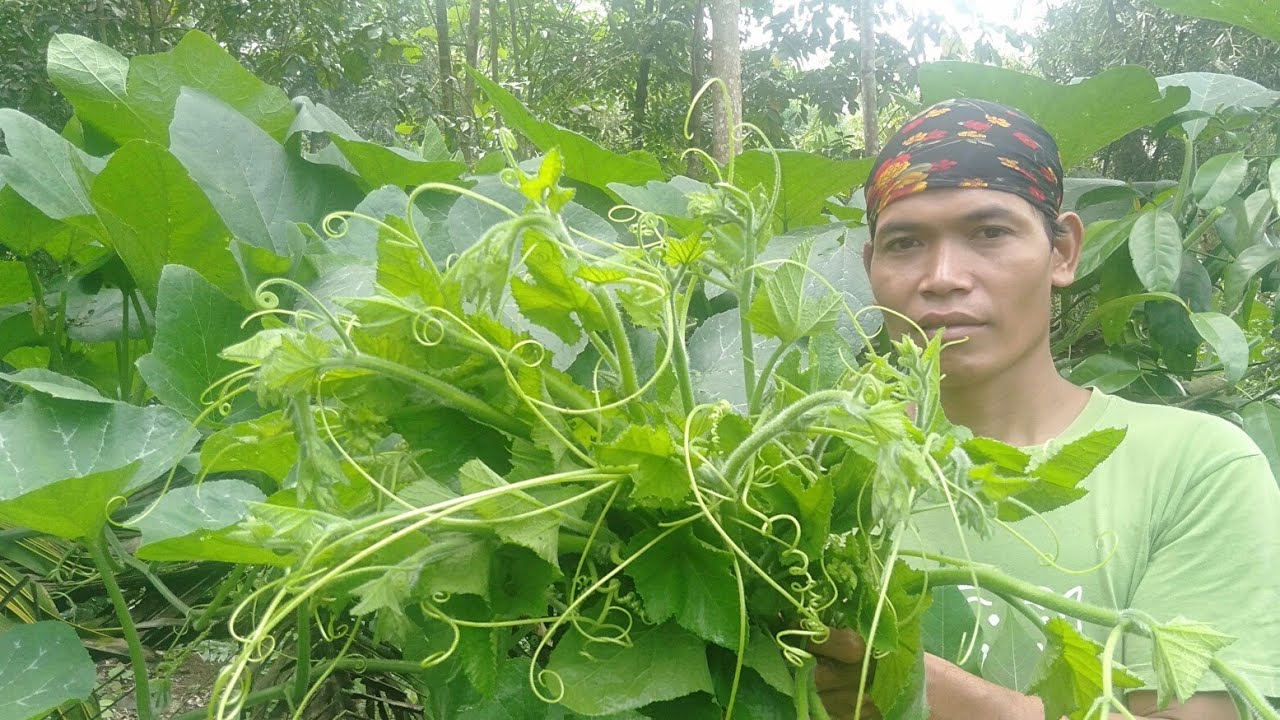 Pucuk labu kuning dan pepes peda daun labu gulung - YouTube