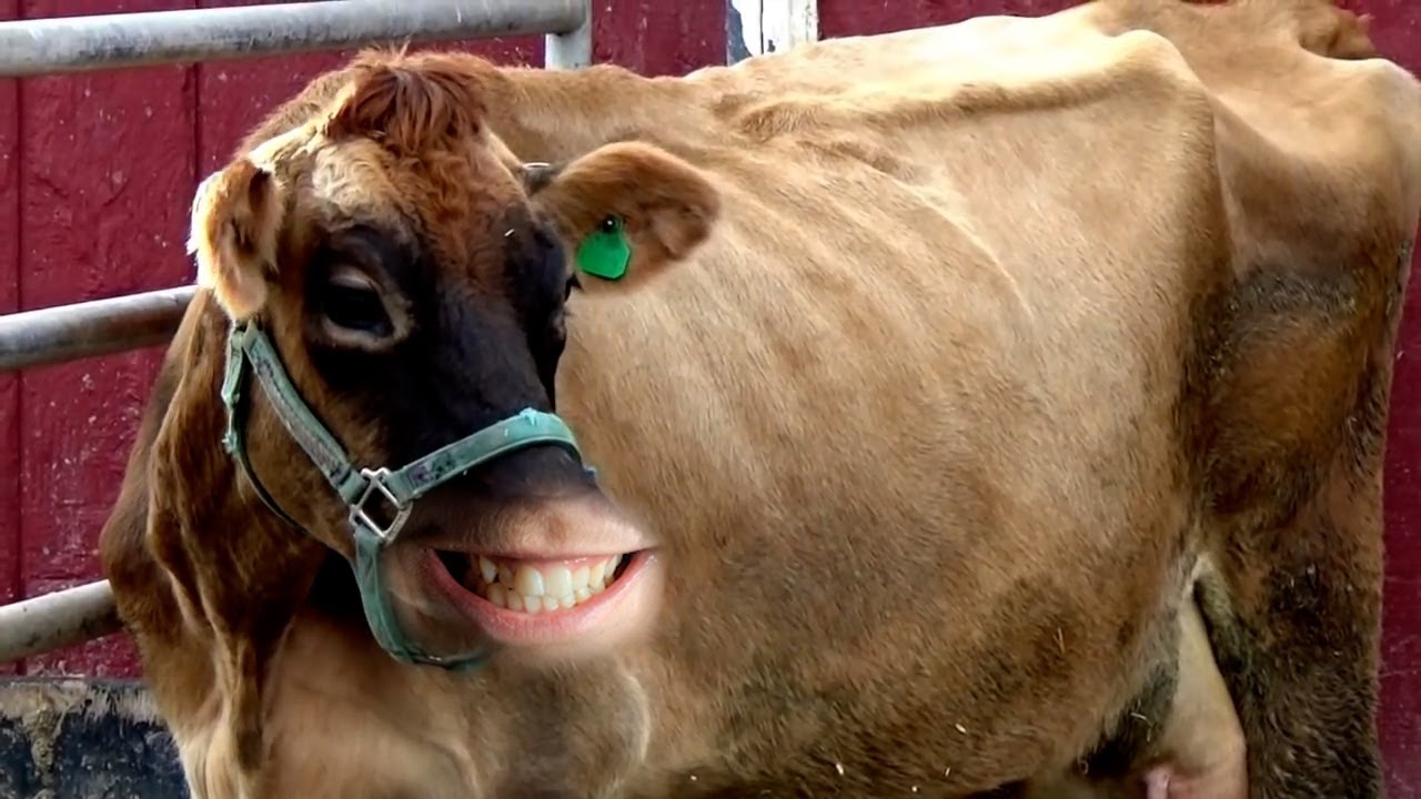 MOO MEOW WOOF - YouTube