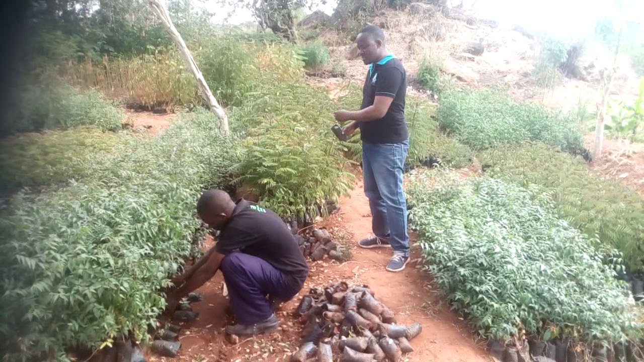 Afforestation program 2019 - YouTube