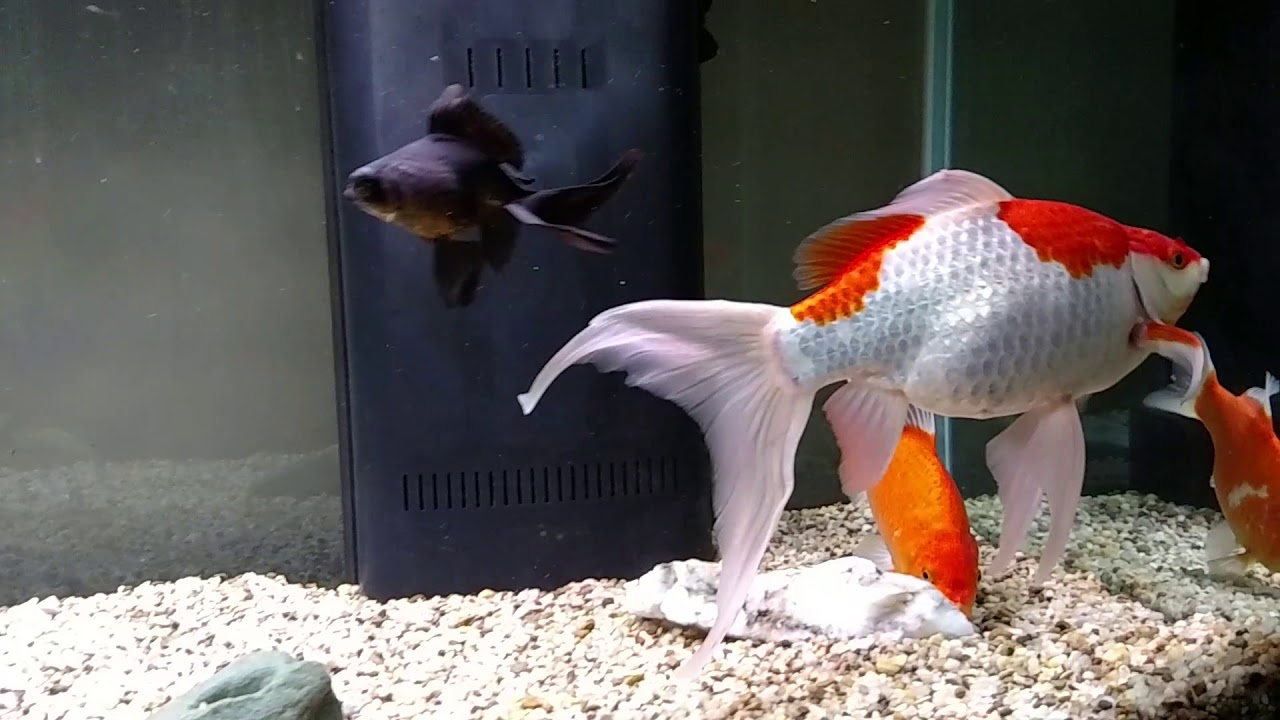 Huge Sarasa Goldfish 15 inches!! in 210 gallon aquarium. - YouTube