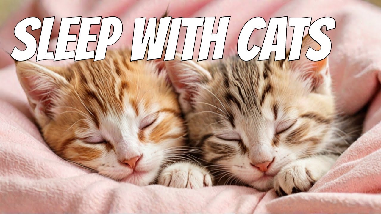 Cute Cats & Kittens with Calming Music for Sleep,Stress Relief ...