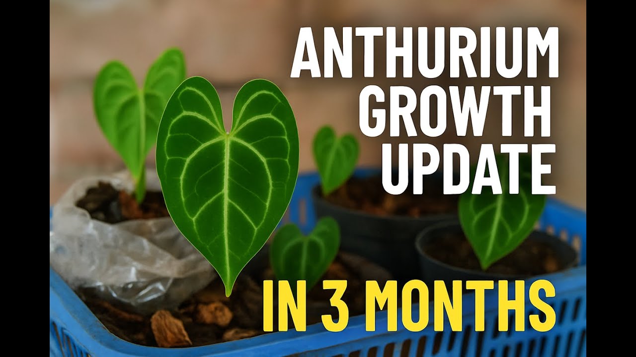 Anthurium Stem Cutting Success | How I Multiplied My Anthuriums Fast (3 ...