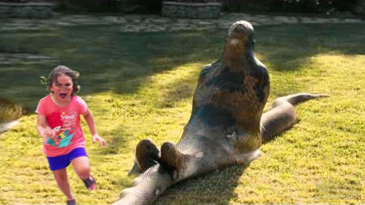 snake swallows man alive.. - YouTube