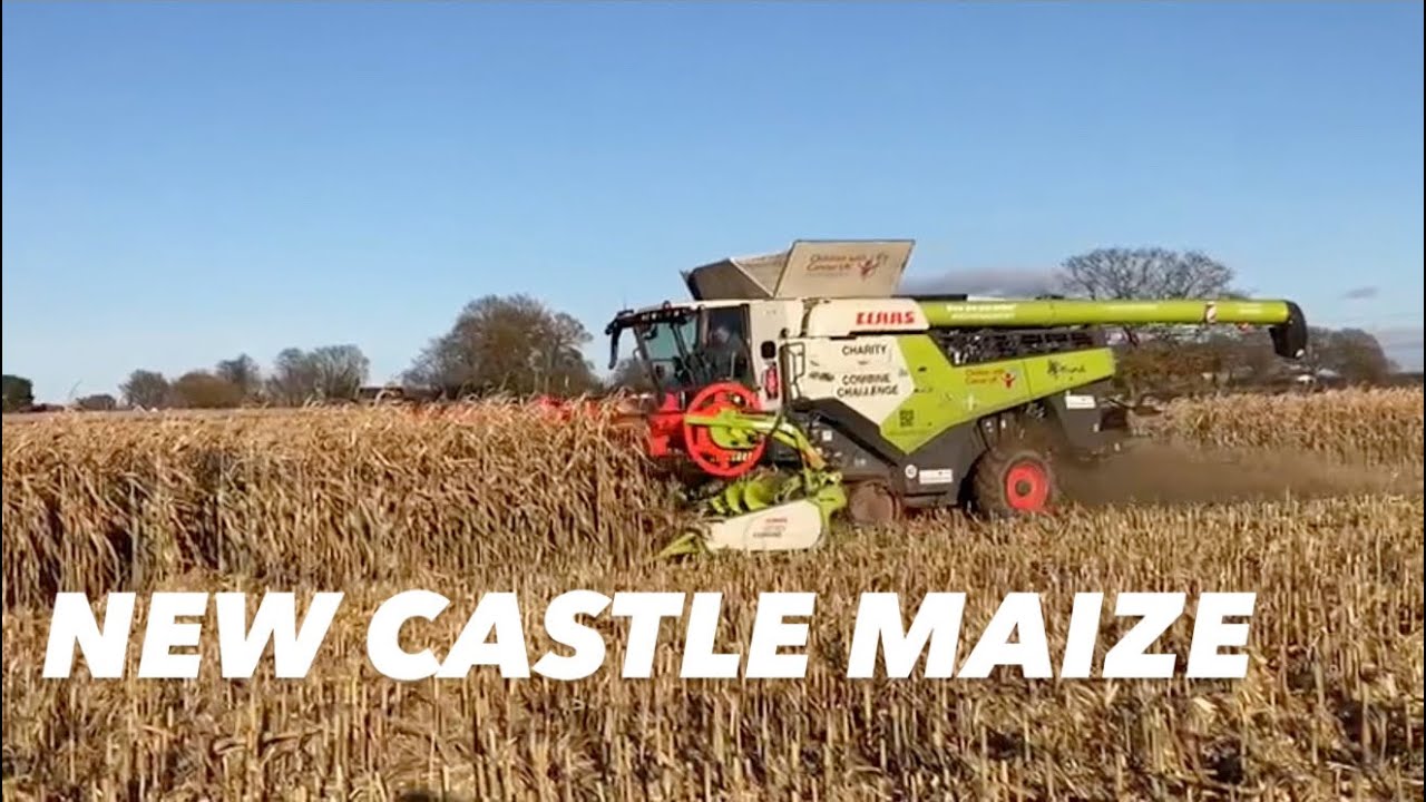 BUSY DAY IN KNEE CASTLE PLUS MAZE CUTTING AnswerAsAPercent 1716 - YouTube