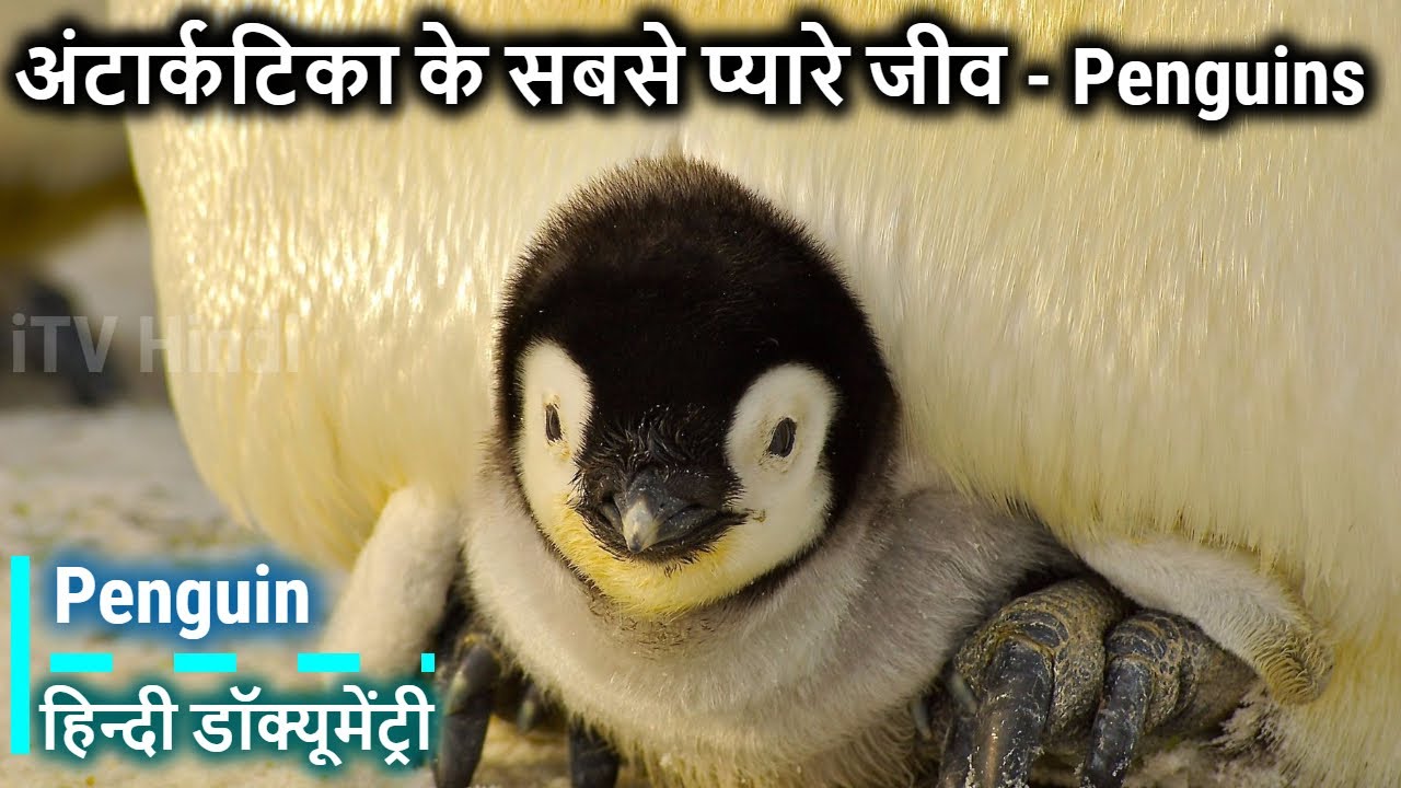 The Wild Penguin Wildlife in Hindi | Penguin Documentary in Hindi ...