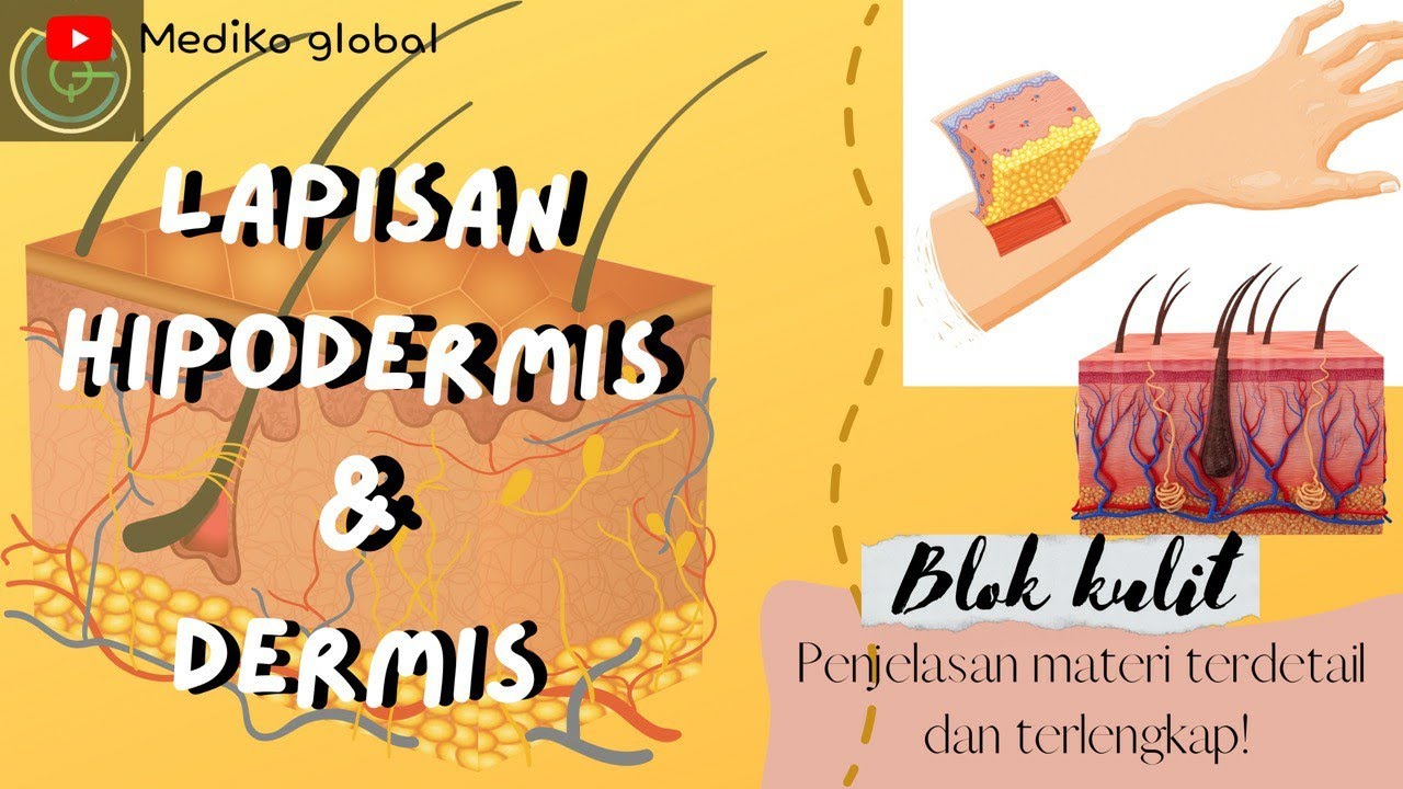 Lapisan Dermis Kulit dan Hipodermis Kulit : Anatomi dan Fungsi Kulit ...