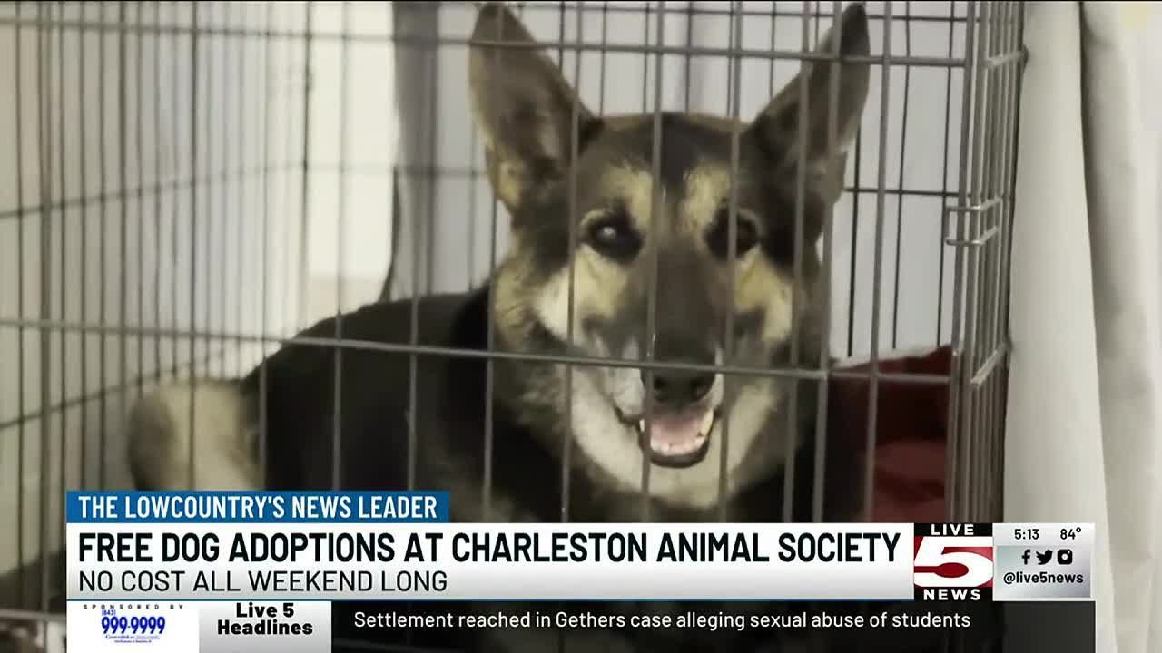 VIDEO: Free dog adoptions all weekend at Charleston Animal Society ...