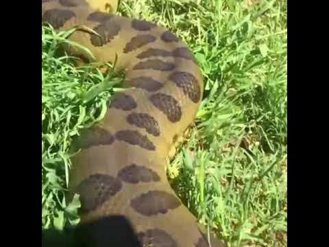 Snake vs Bull Elephant/ Python vs Elephant attacks - YouTube