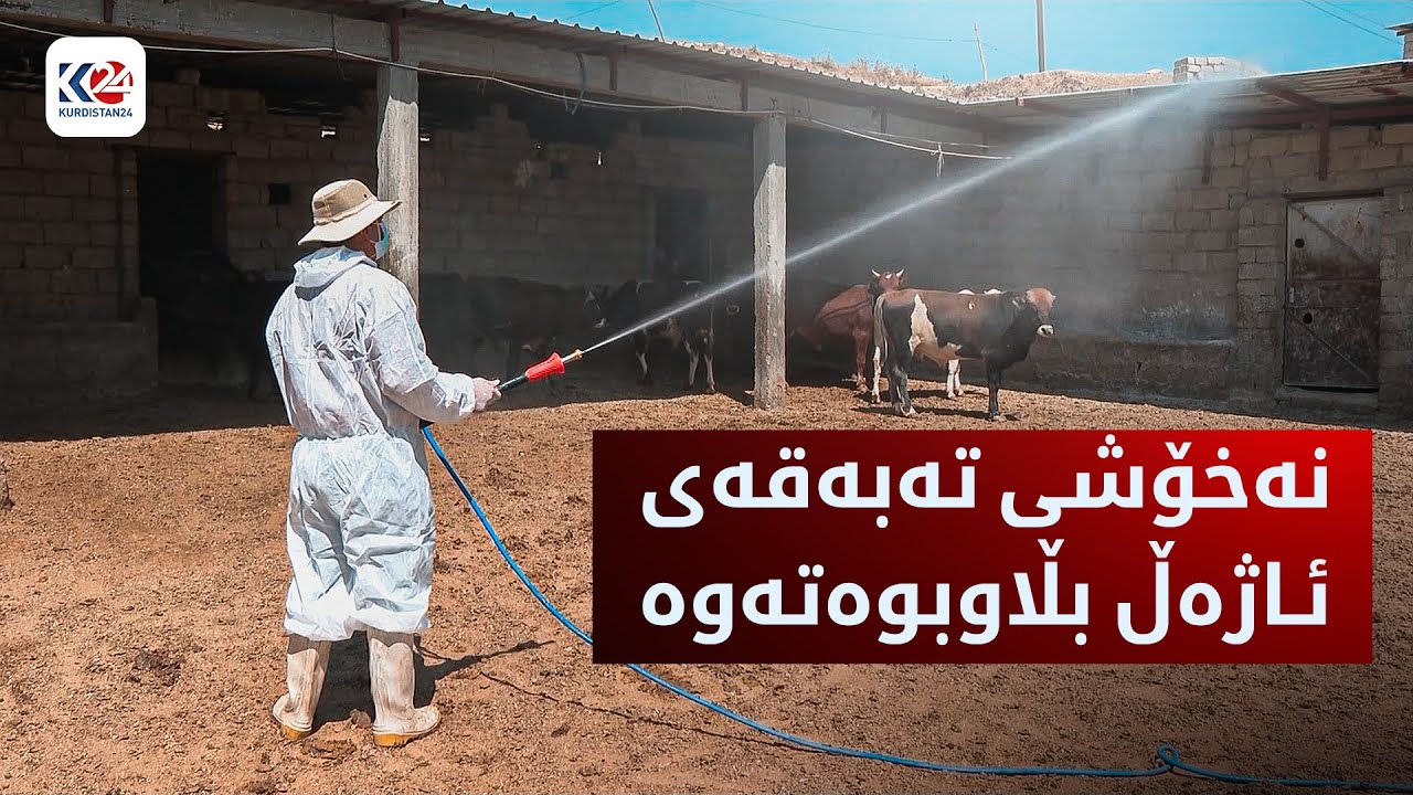 ڕۆژانە 15 ئاژەڵ لەناو دەچن - YouTube