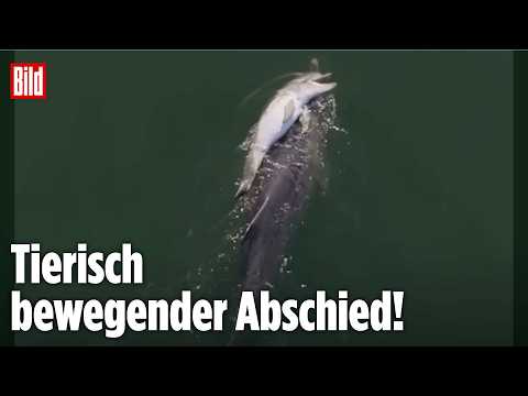 AUSTRALIEN: Delfin-Mama trägt totes Kalb durchs Meer