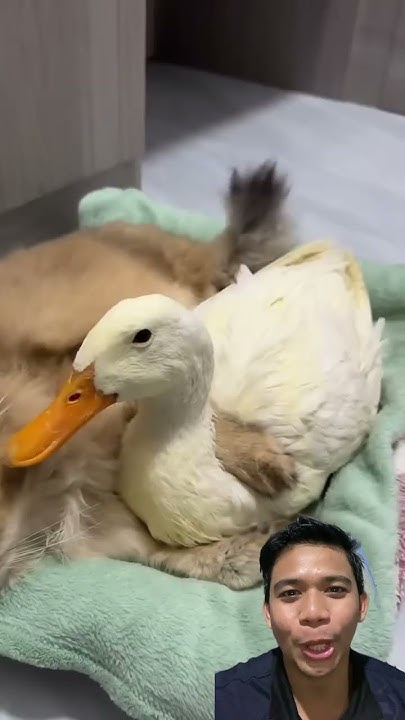 Bebek kesayangan empus - YouTube