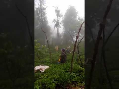 Pappu yağmurda çay isi