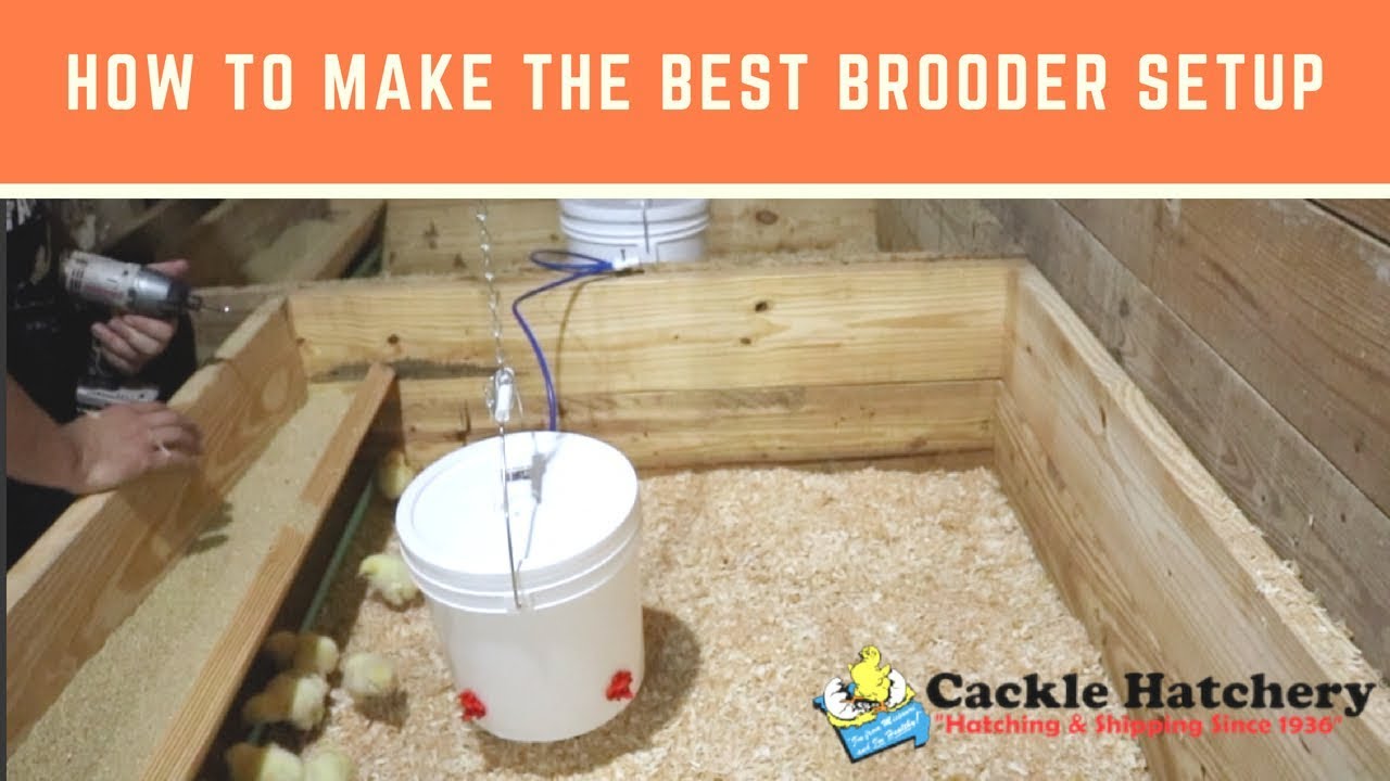 The Best Brooder Setup - YouTube
