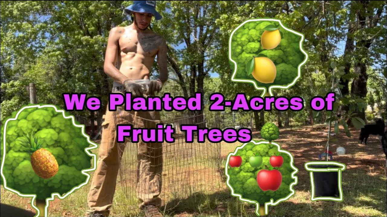 We Planted 2-Acres of fruit trees - YouTube
