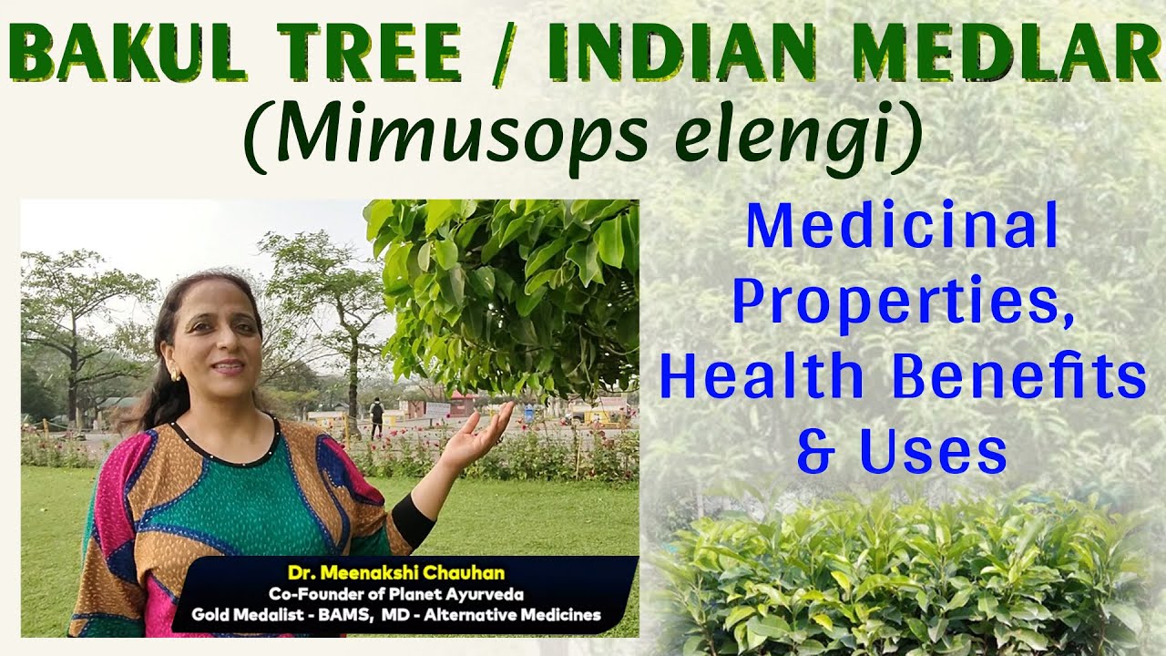 Bakul / Indian Medlar (Mimusops elengi)- Medicinal Properties, Health ...