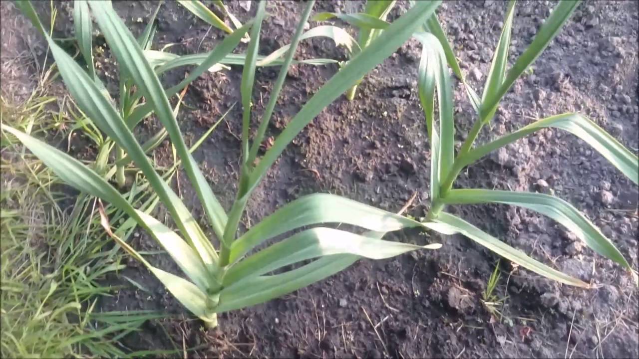 Czosnek słoniowy - stan na 10 czerwca | Czosnek słoniowy uprawa 2016 ...