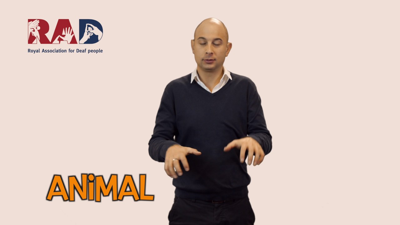 Royal Association for Deaf people - How to sign 'Animal' in British ...