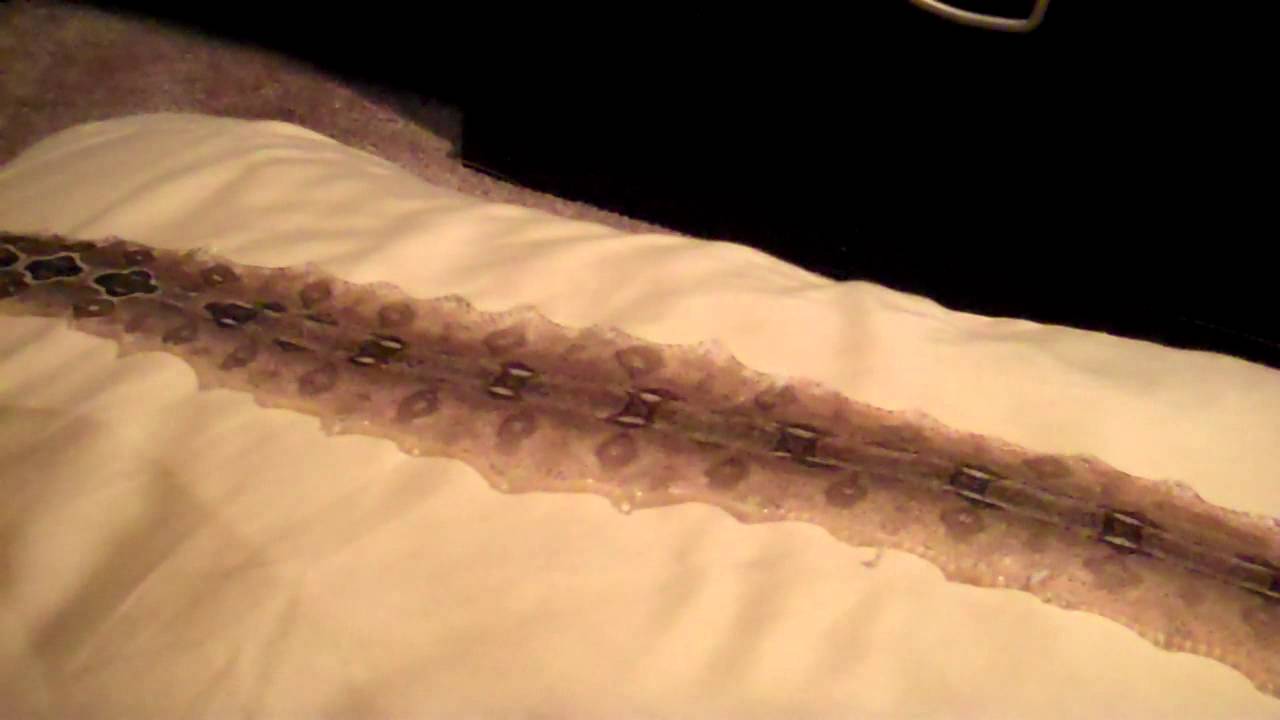 How to Skin and Air Dry Snake skin Part 3 - YouTube