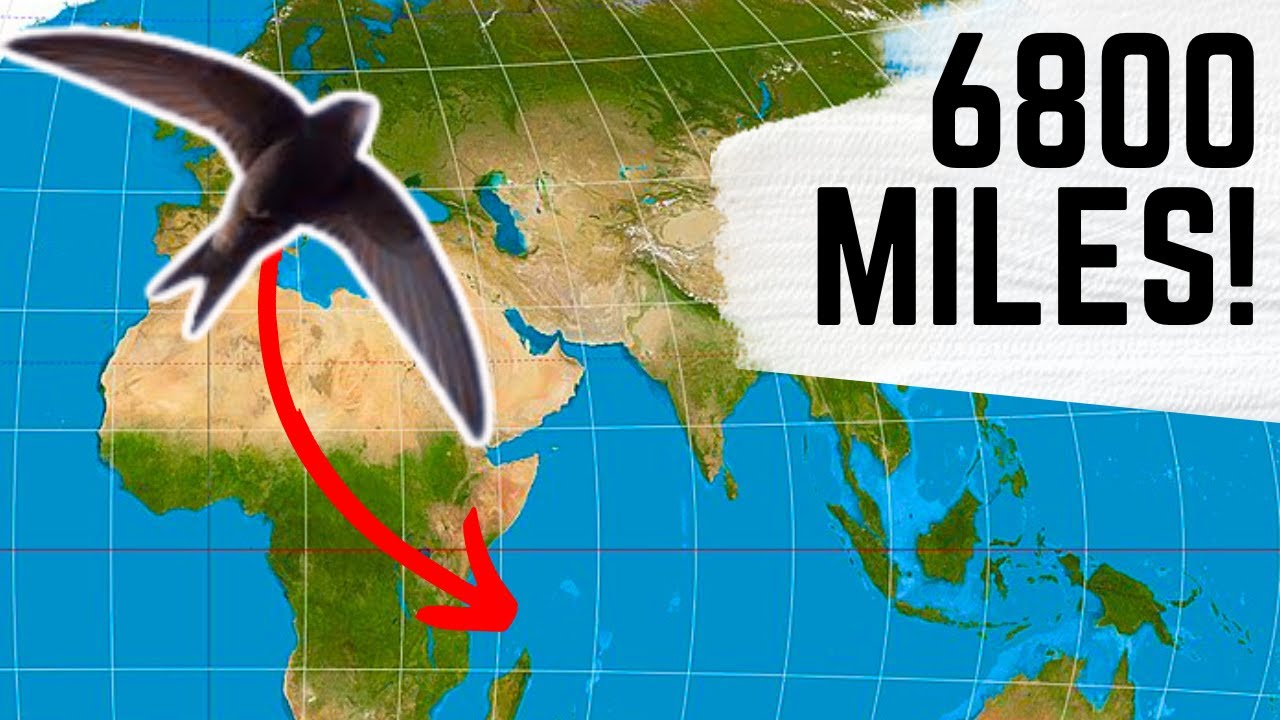Can You Believe HOW FAR these Ten Birds Migrate!? - YouTube