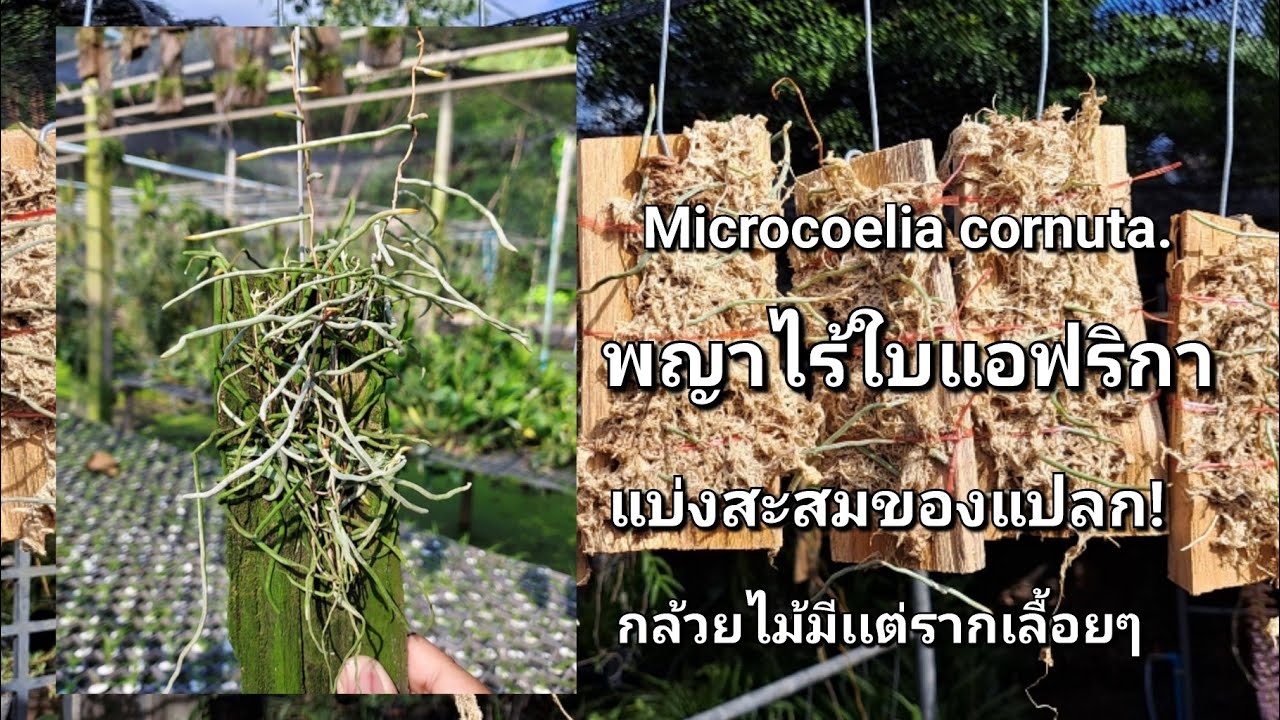 แบ่งสะสมของแปลก!! พญาไร้ใบแอฟริกา (Microcoelia cornuta.) กล้วยไม้แปลกๆ ...