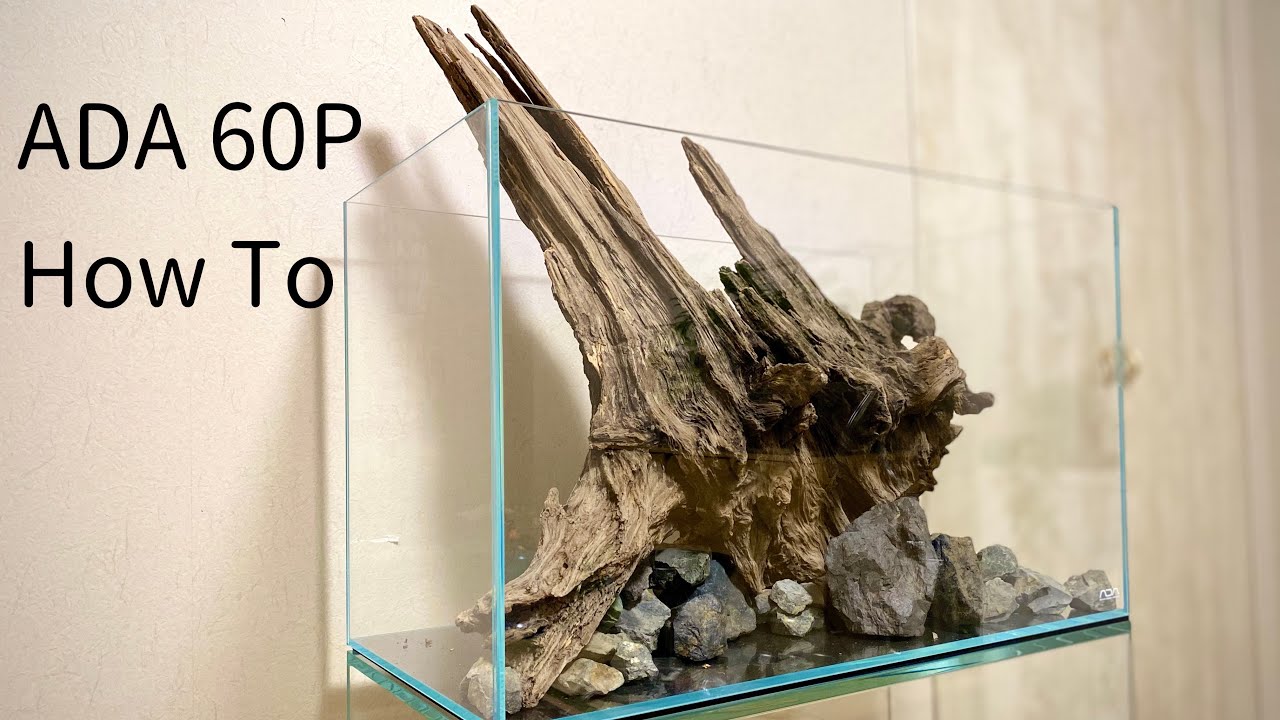 ADA 60P Nature Aquarium Aquascape Advanced Tutorial - YouTube