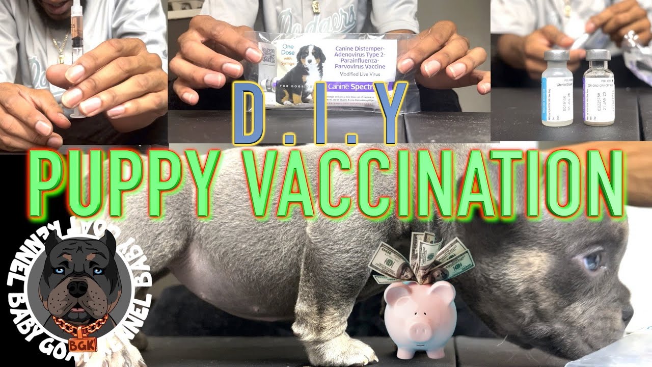 DON'T Waste Your Money on Vets (DIY Puppy Vaccinations) - YouTube