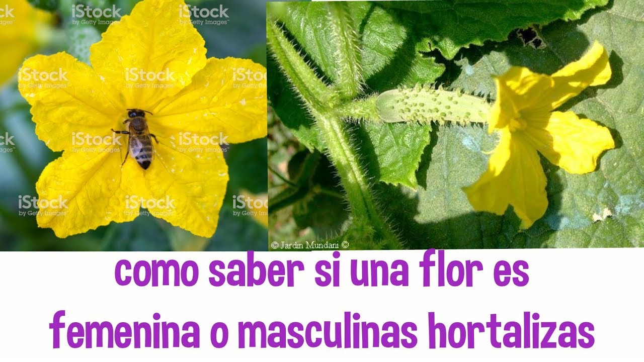 Como saber si una flor es masculina o femenina en pepino melon y ...