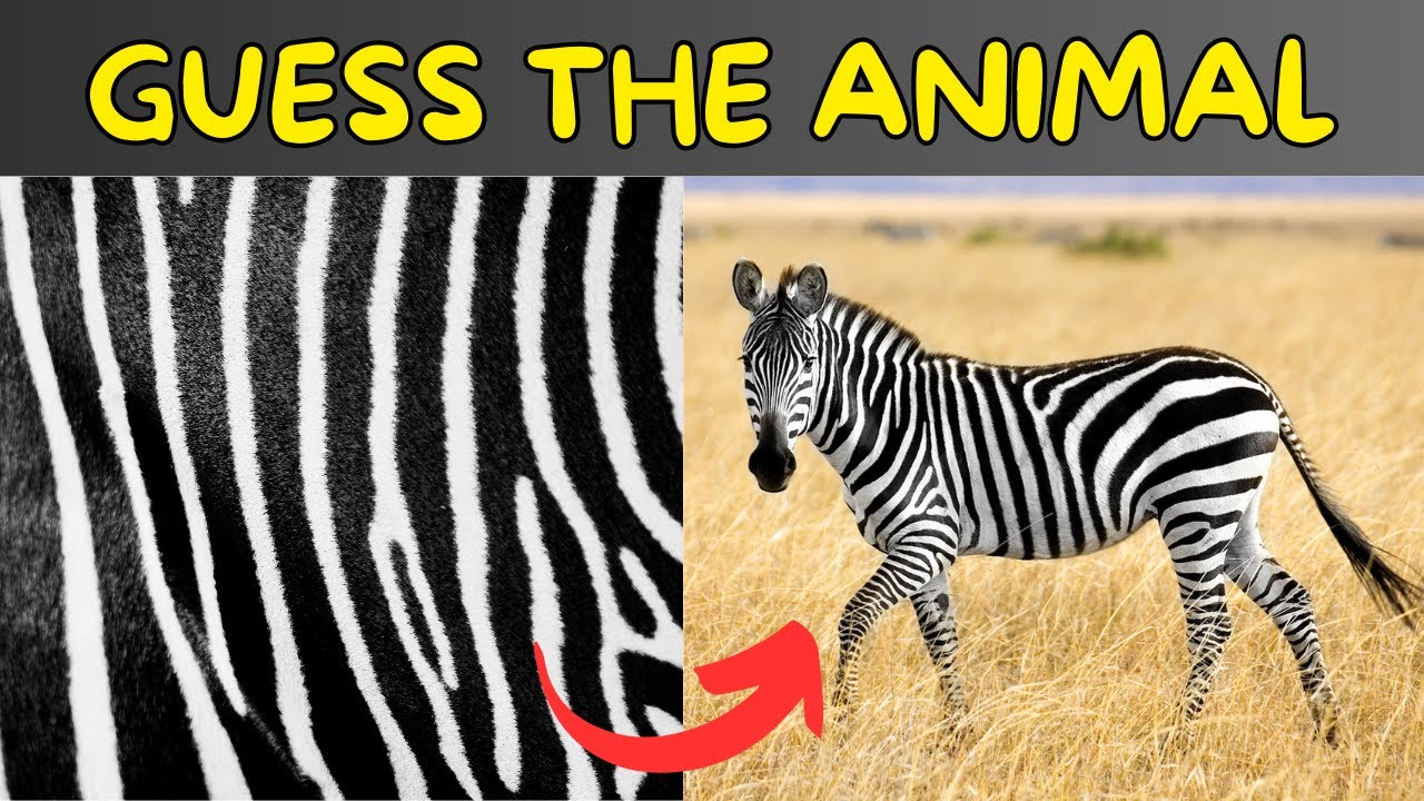 Guess the Animals by their Zoomed Image | Animals Quiz - YouTube