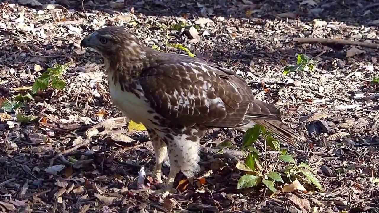 Hawk eats rat in Tompkins Square, NYC - YouTube