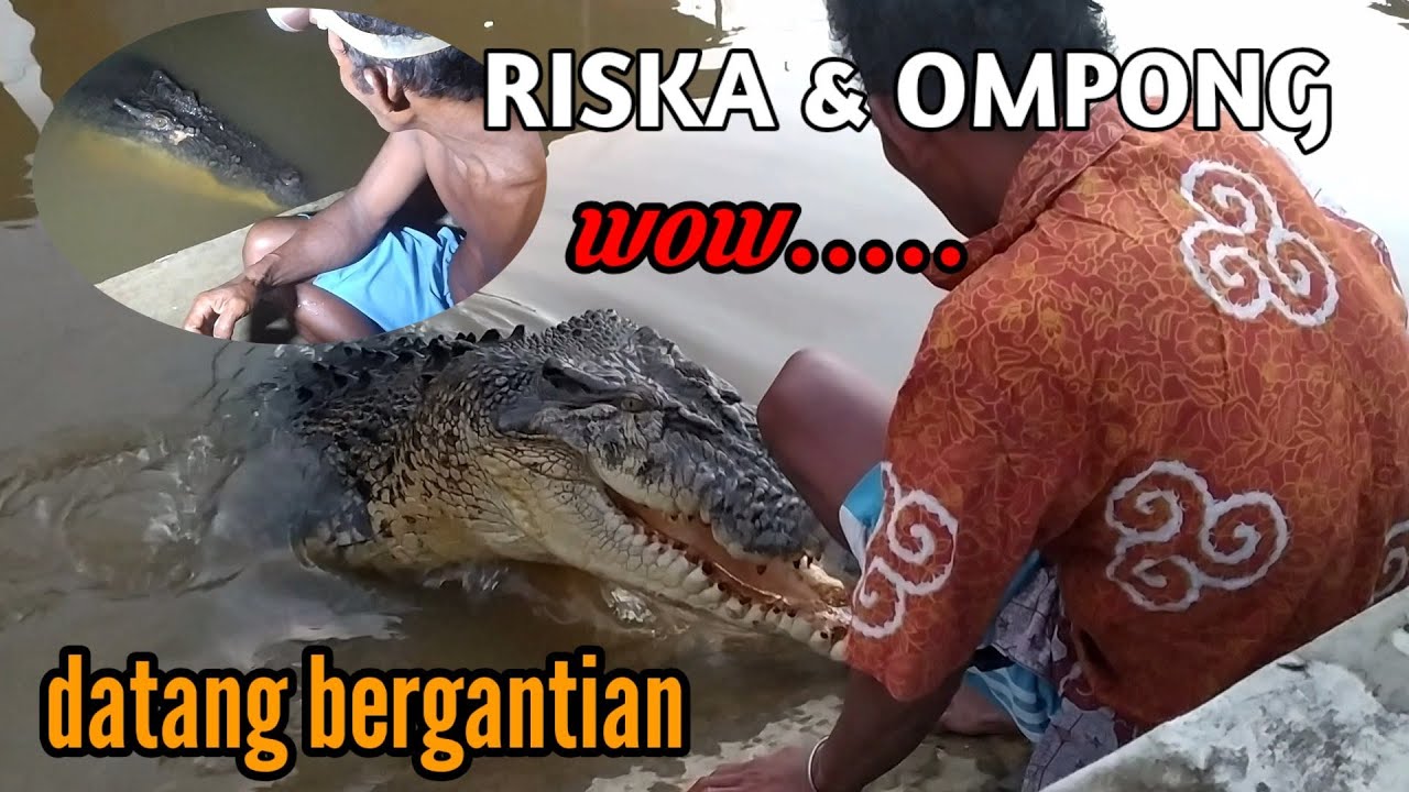 BUAYA MUARA RISKA & OMPONG DATANG BERGANTIAN - YouTube