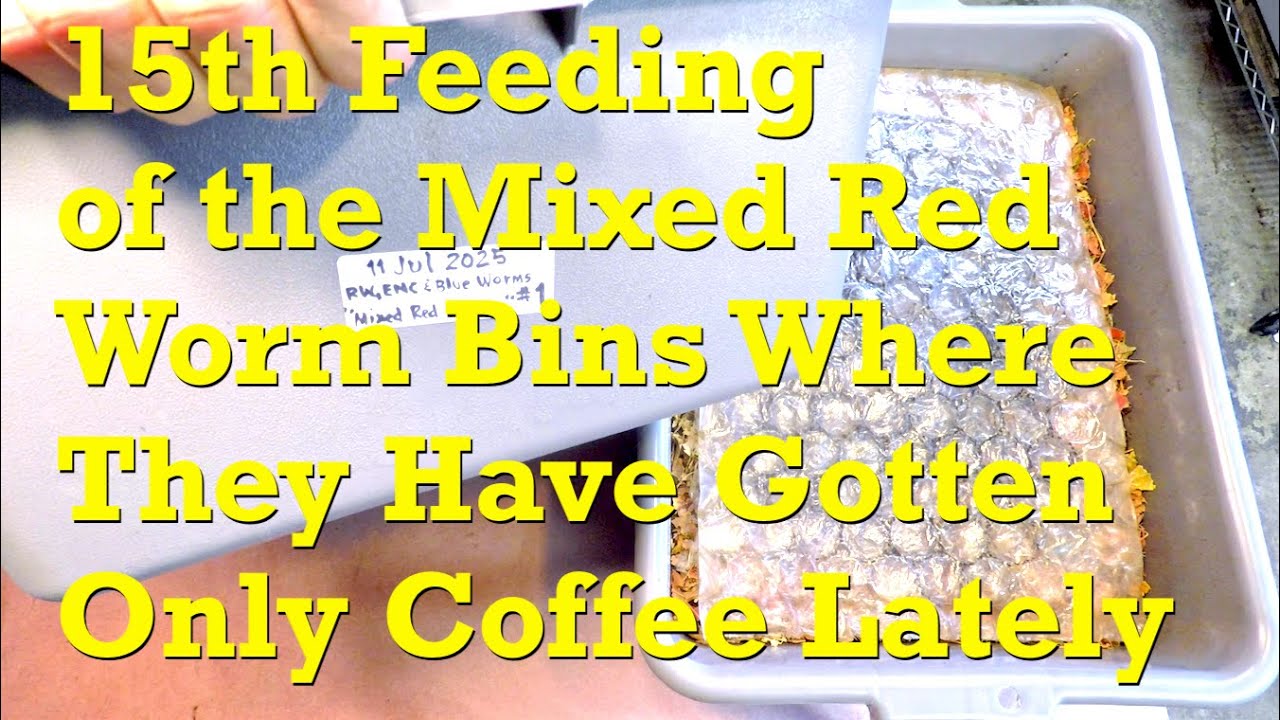 Coffee-only feeding in mixed red worm bins with much water & little ...