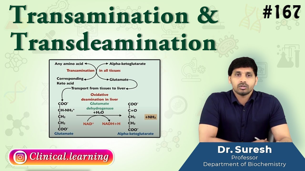 167. Transamination & Transdeamination - YouTube