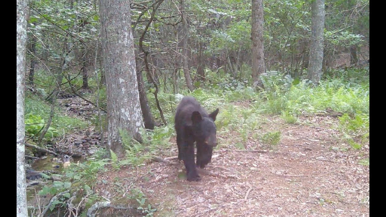 Black bears, Turkeys, Deer, Raccoons, Coyotes, Hawk, Geese | Virginia ...