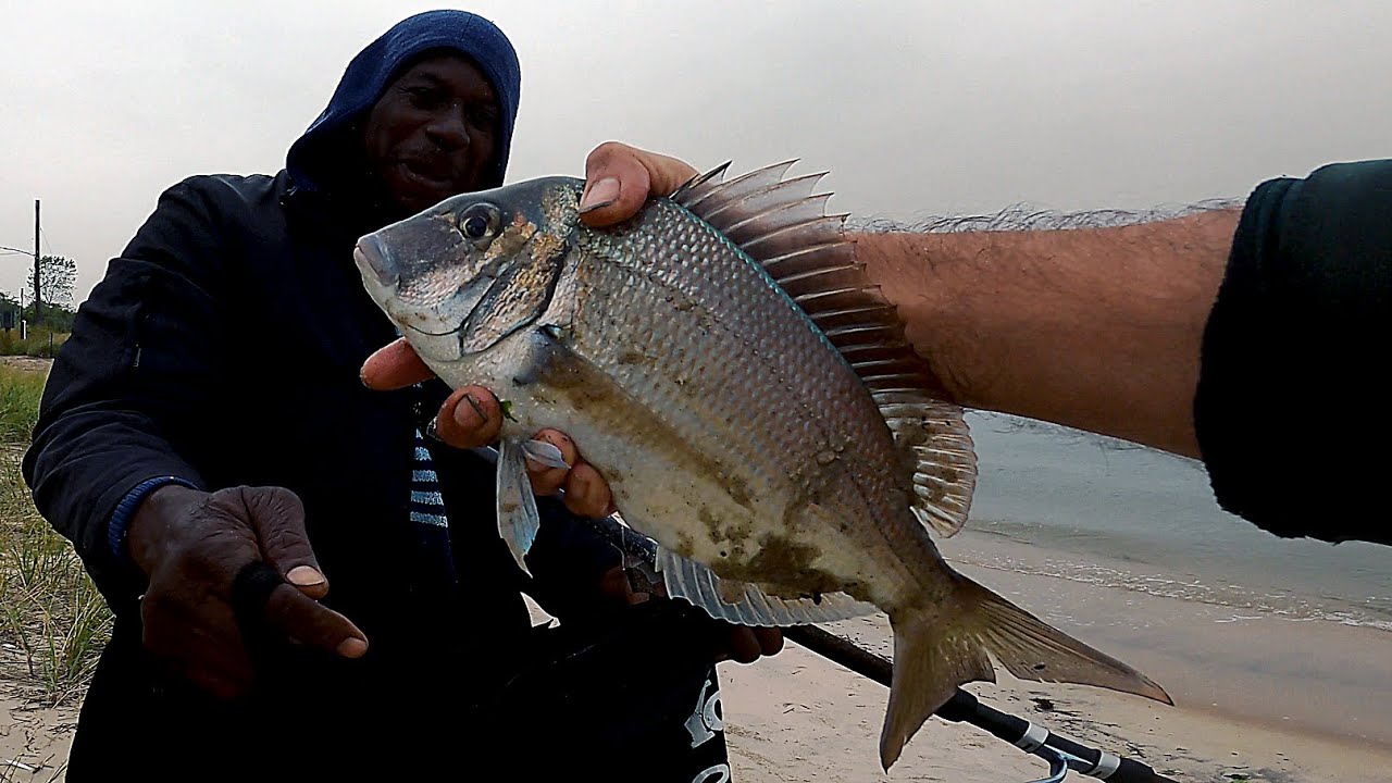 Big Surf Porgies - JUMBO FALL PORGIES on Bloodworms & Nightcrawlers ...