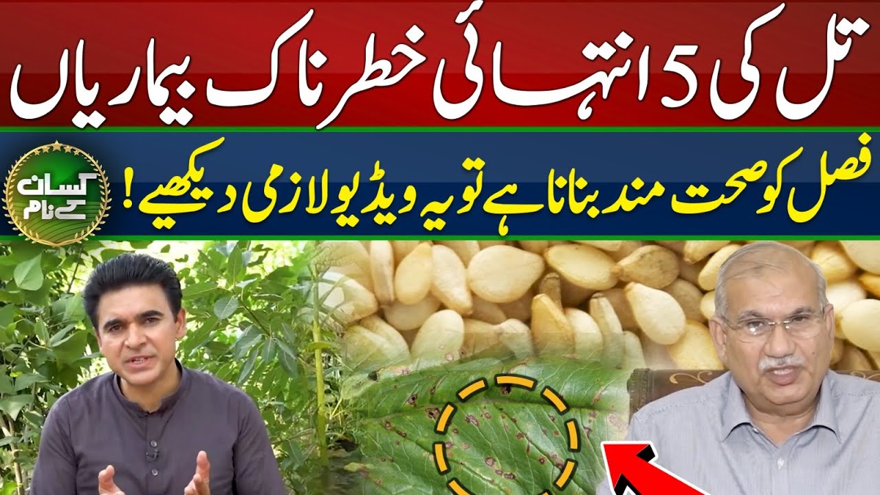 Different diseases of sesame crop | 25 mound per acre sesame production ...