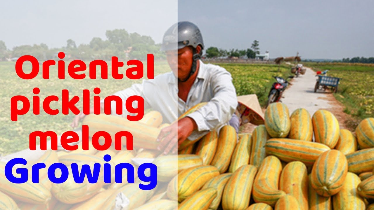 How to grow oriental pickling melon from seeds - YouTube
