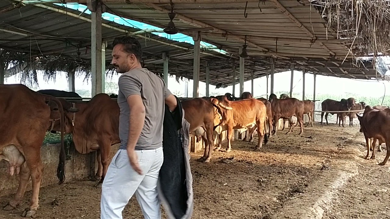 geer cow in kutch | geer cow in mundra #shyamsodham - YouTube