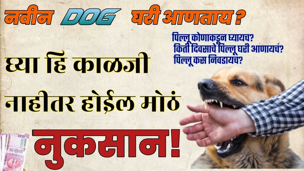 How to choose puppy in marathi |श्वानाचं पिल्लू कस निवडायचं |puppies ...