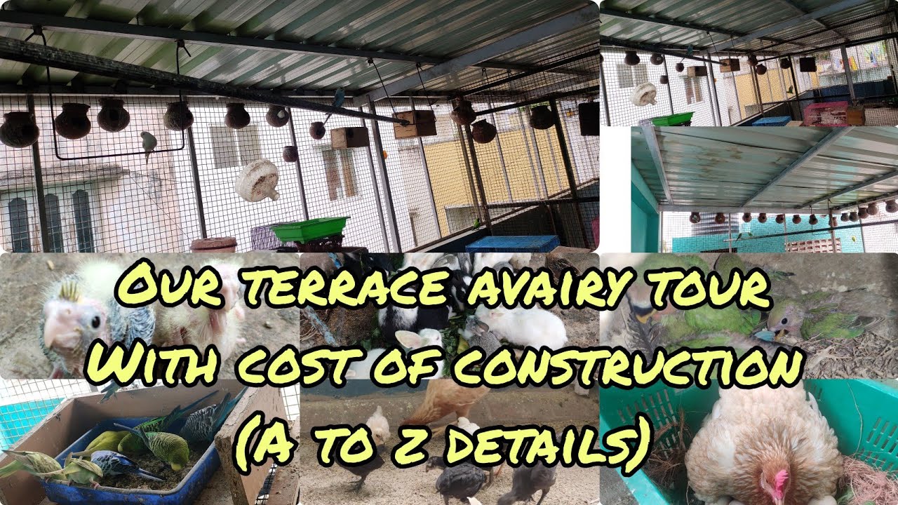 Our terrace Aviary tour/Cost of our aviary construction/our terrace ...