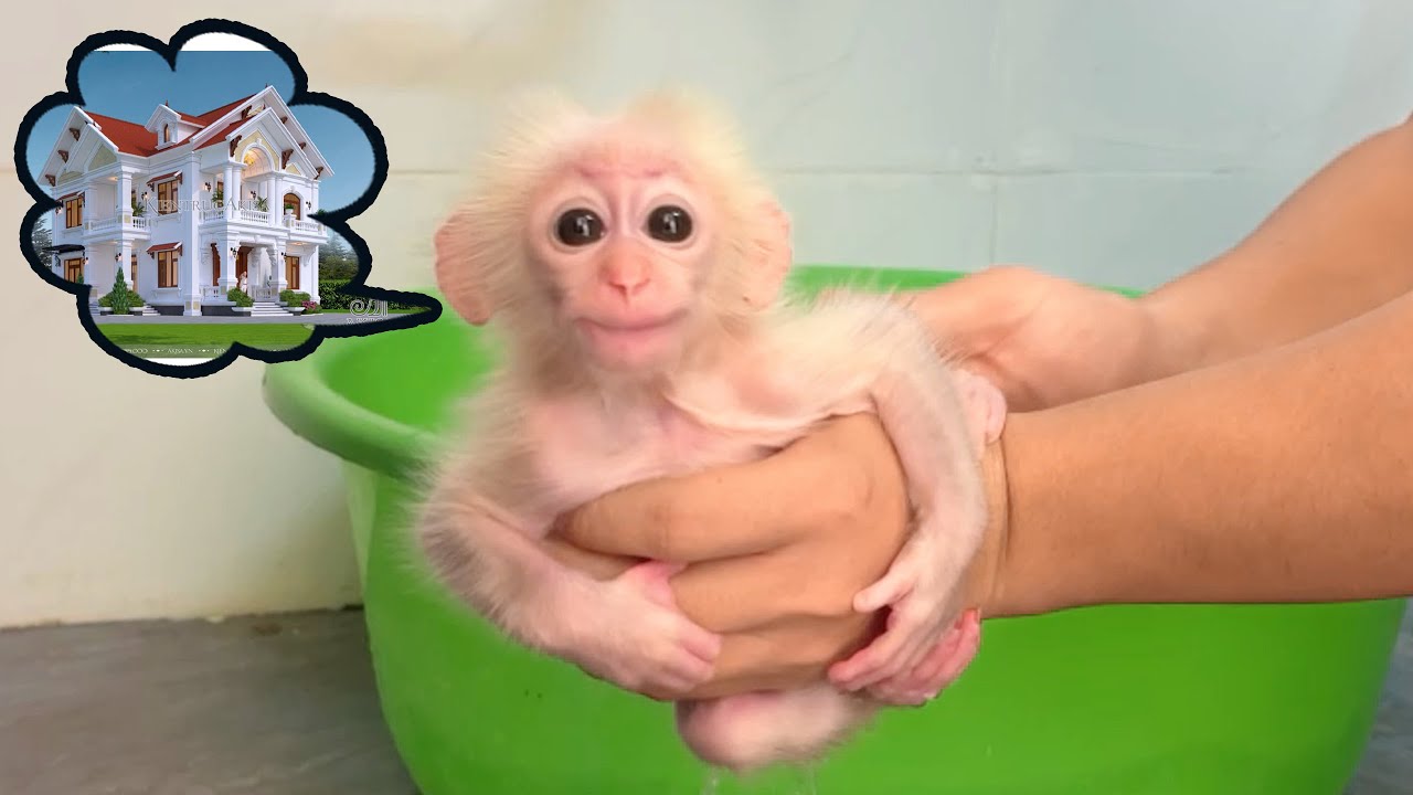 Baby monkey Son unexpected reaction when dad gives him a million dollar ...