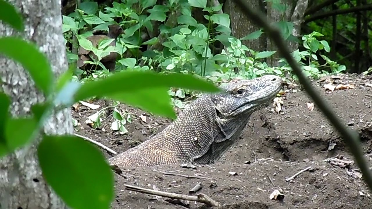 A komodo Digging some holes to lay egg - YouTube