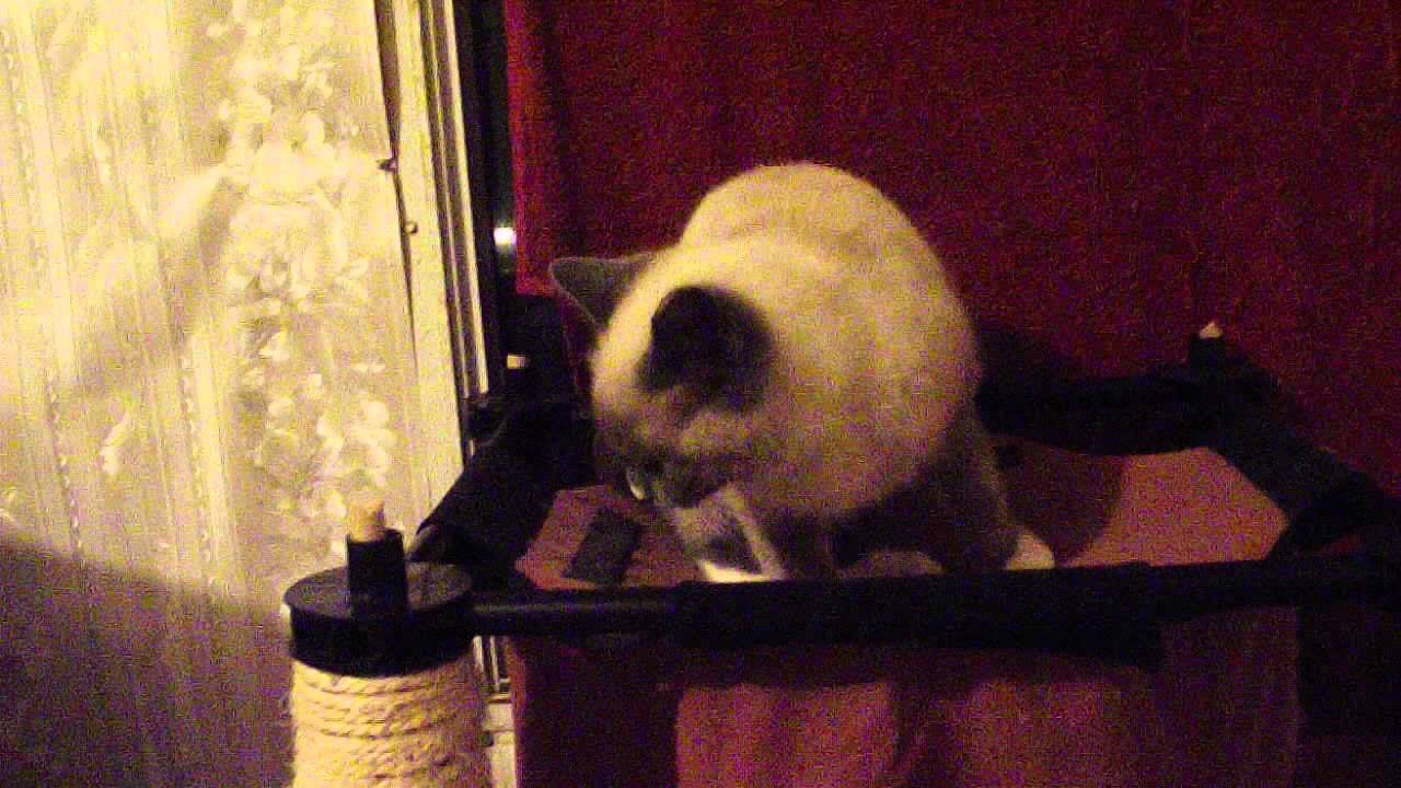 Adora Rose on the cat tree - YouTube