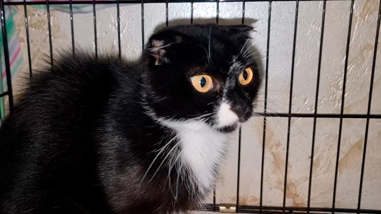 I visited cat Coco at the shelter - YouTube